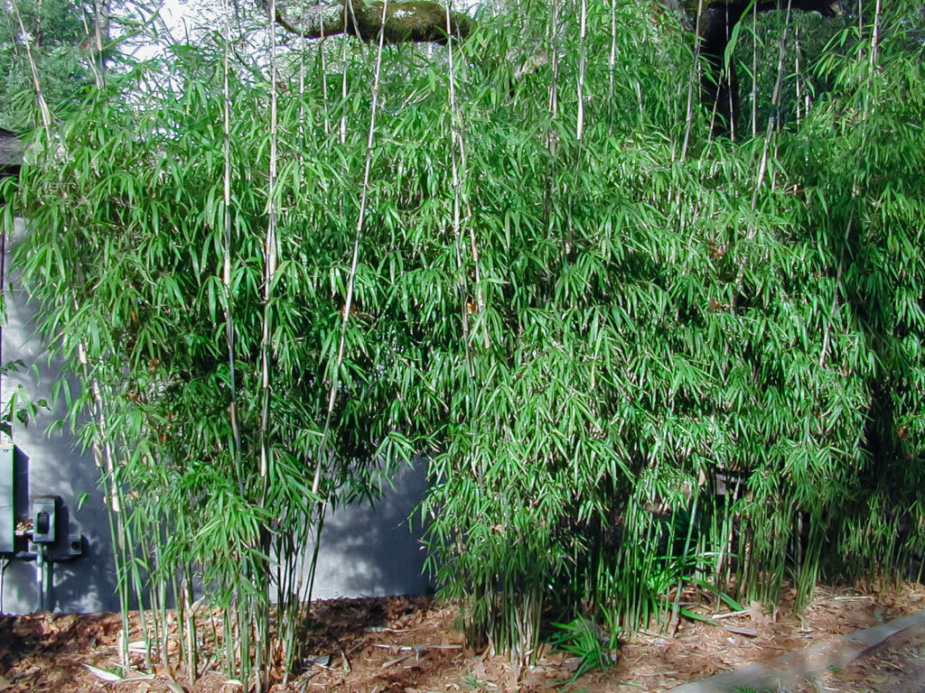 Yushania chungii - YUC - Bamboo Sourcery Nursery & Gardens