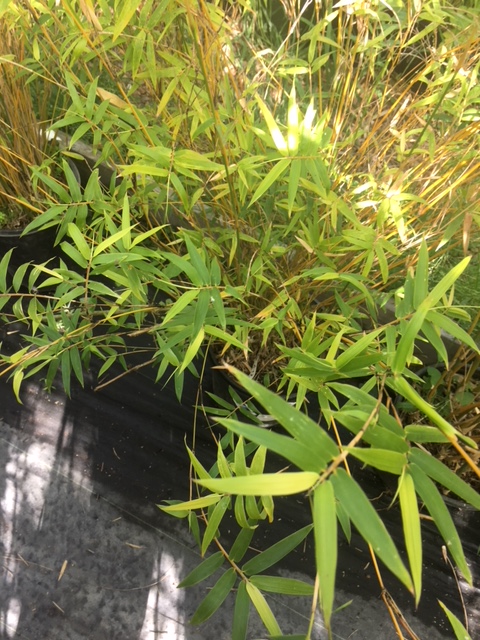 Bambusa multiplex 'Golden Goddess' - BMPG - Bamboo Sourcery Nursery ...