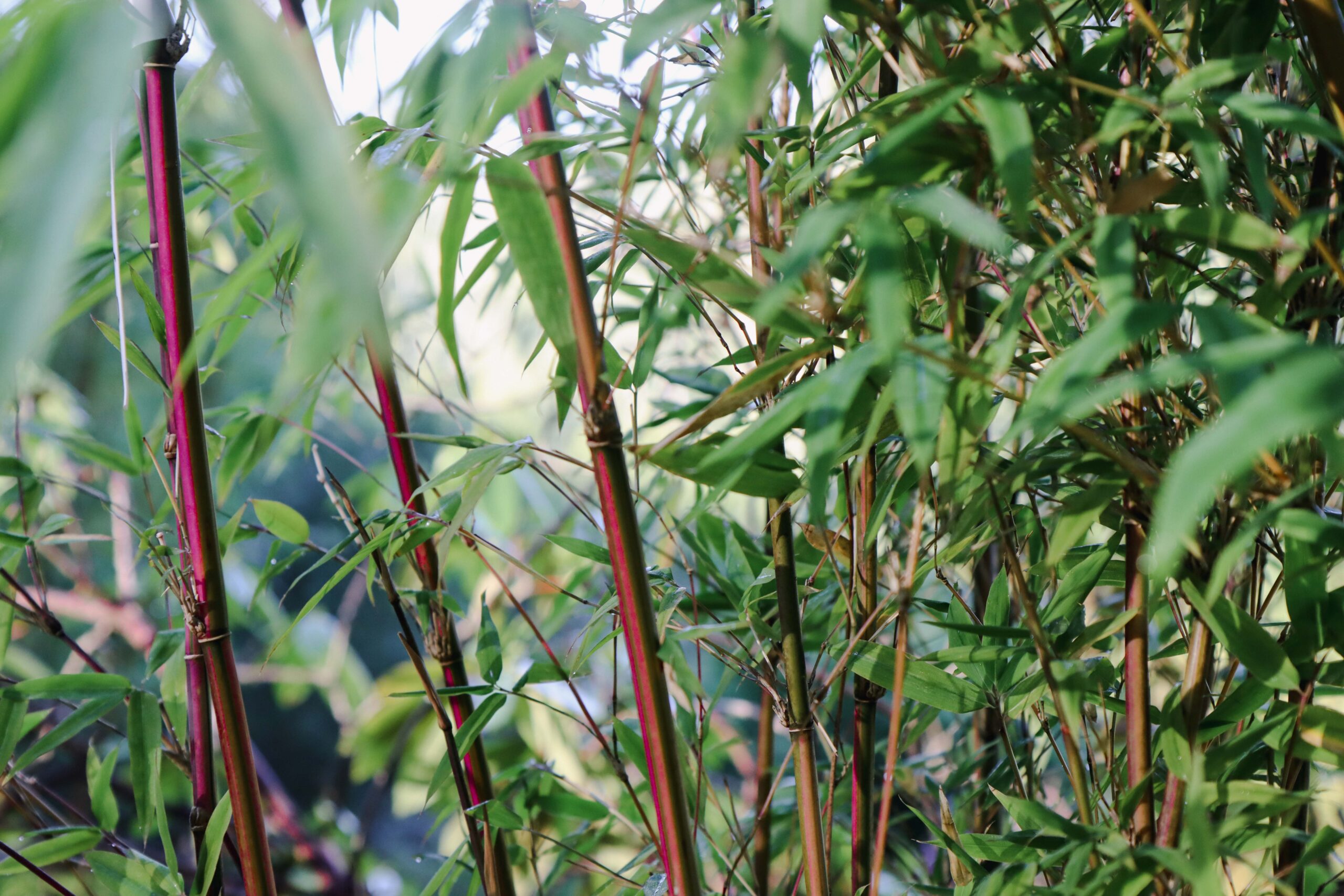 Himalayacalamus falconeri 'Damarapa' "Candy Stripe" - HCFD - Bamboo ...